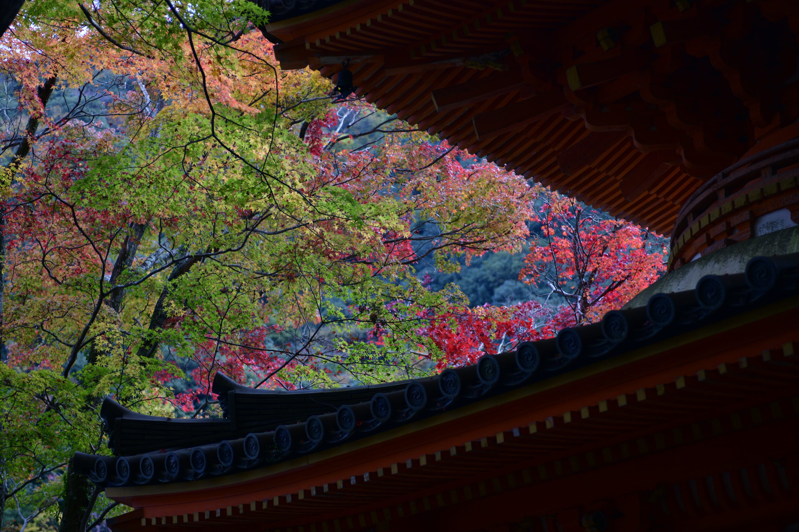 Go around Nankai Railways and watch Red leaves! | Find my Osaka-Japan